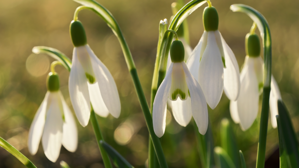Best snowdrop walks Essex To Explore 2025