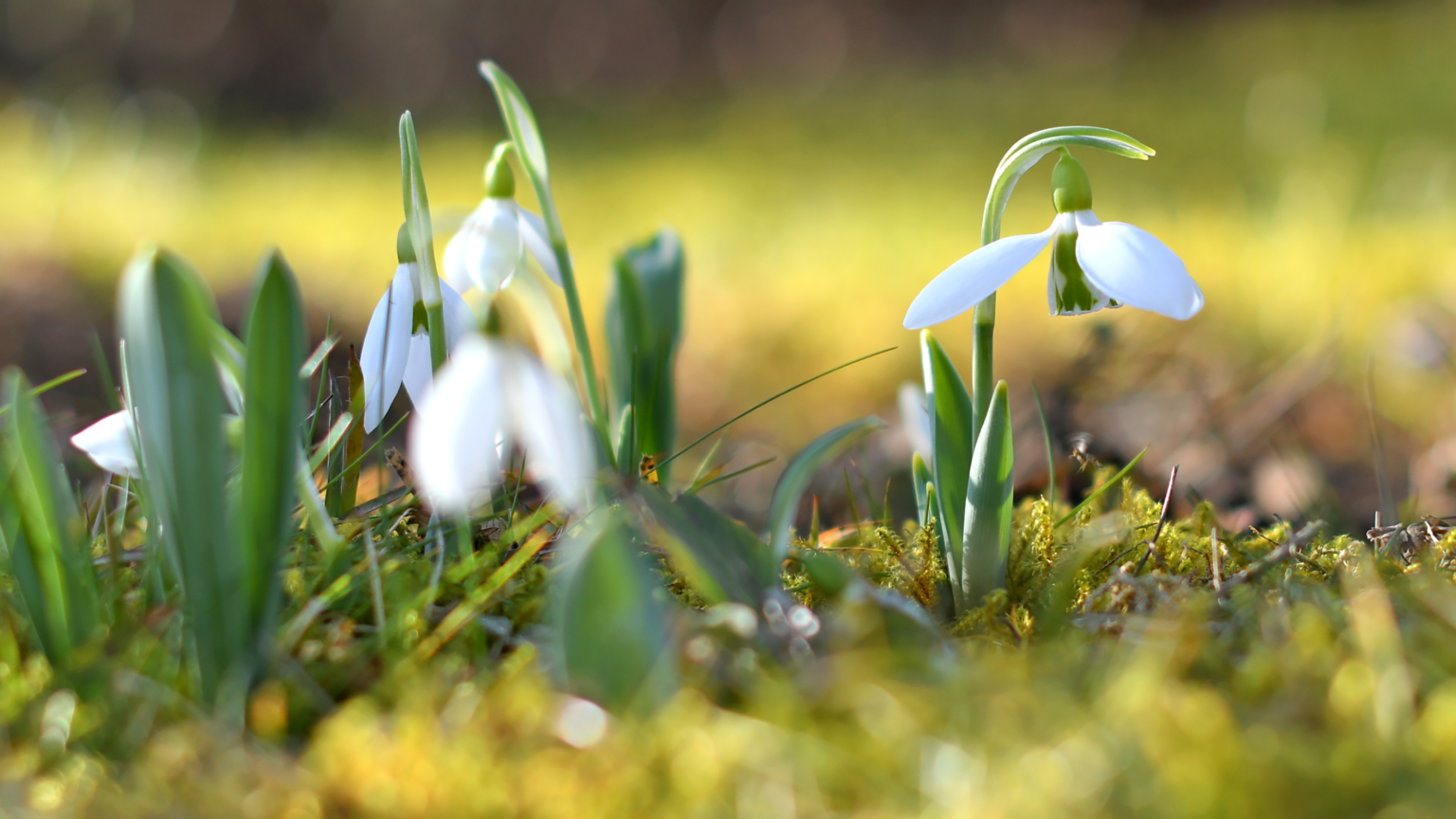 Best snowdrop walks Herefordshire To Explore 2024