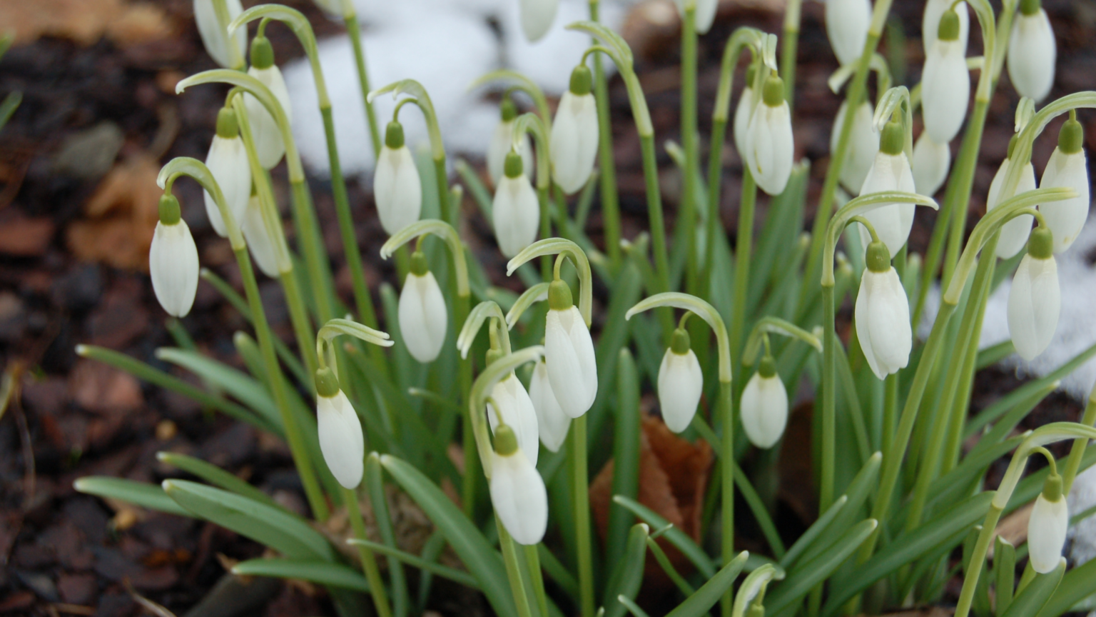 Best snowdrop walks Kent To Explore 2025