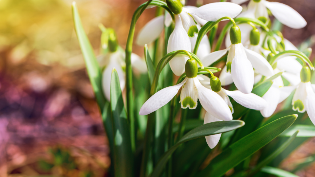 Best Snowdrop Walks Lancashire To Explore 2025