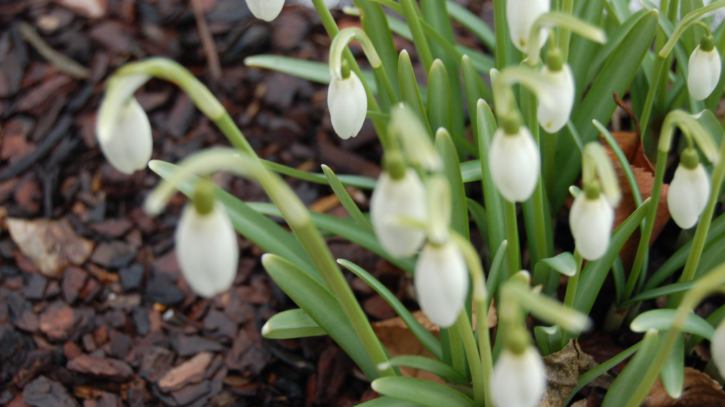 Best Snowdrop Walks Leicestershire To Explore 2025