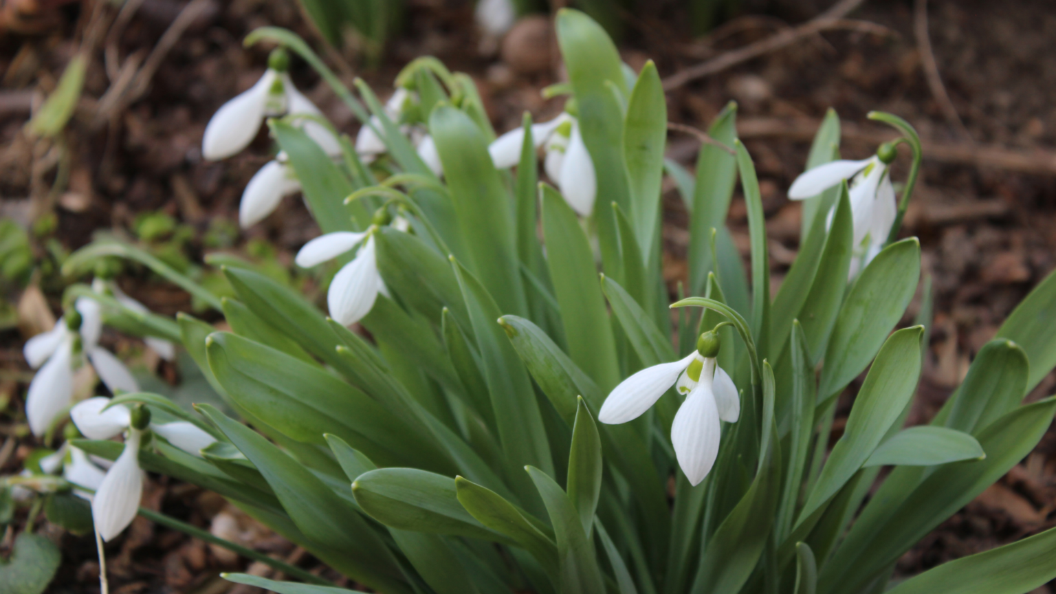 Best Snowdrop Walks London To Explore 2025