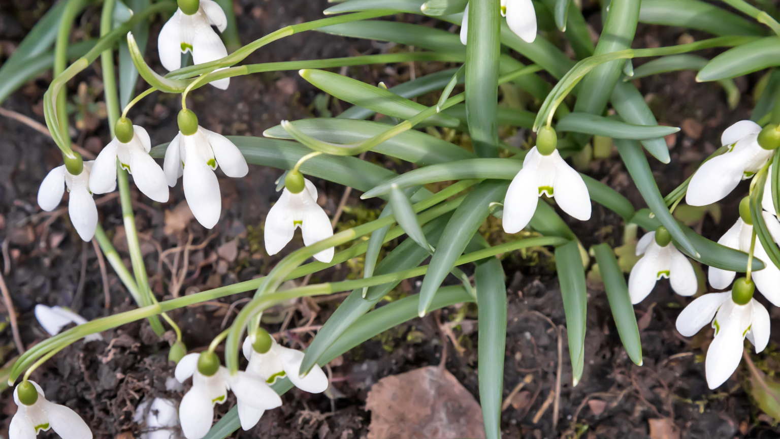 Best Snowdrop Walks Lincolnshire To explore 2025