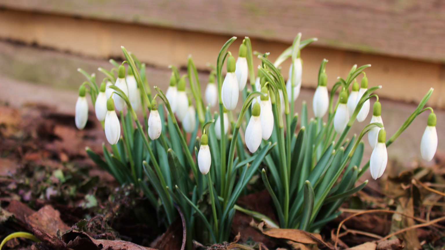 Best Snowdrop Walks Merseyside To Explore 2025