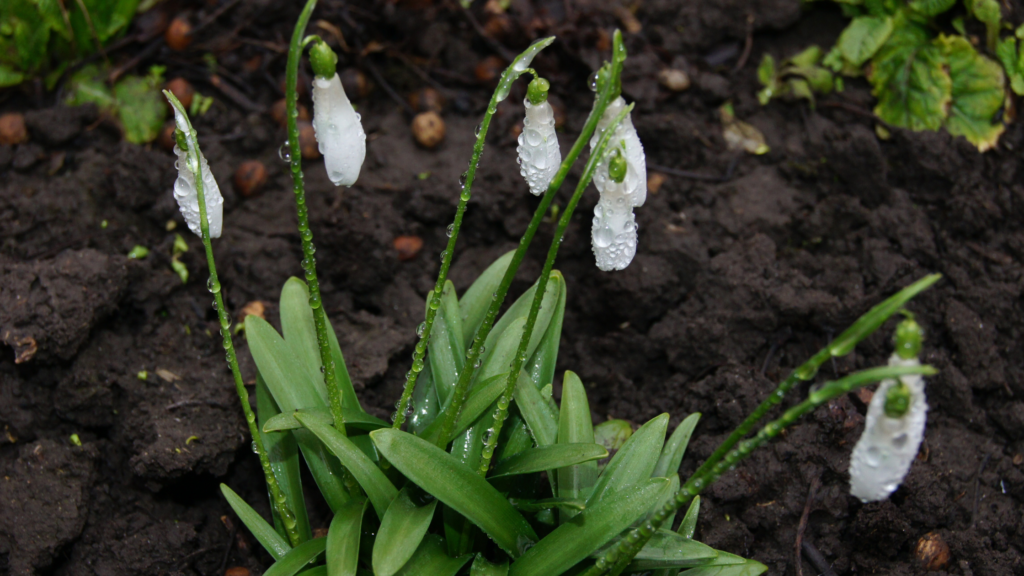 Best Snowdrop Walks Northamptonshire To Explore 2025