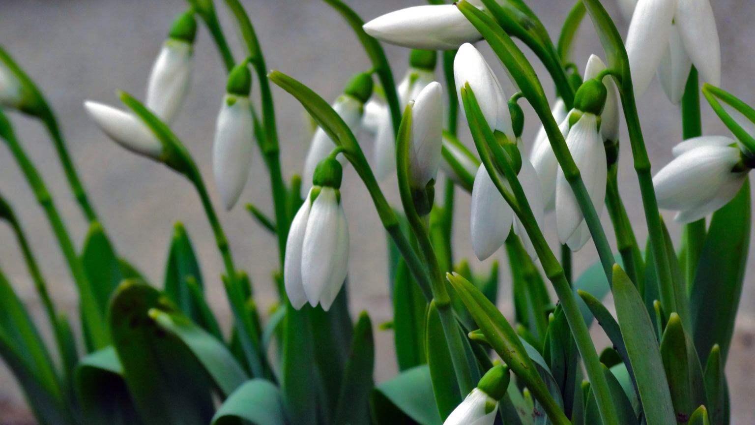 Best Snowdrop Walks Northumberland To Explore 2025