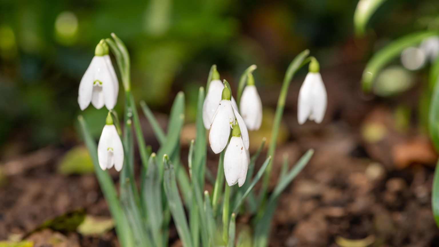 Best Snowdrop Walks Shropshire 2025