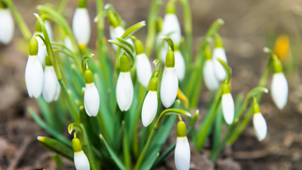 Best Snowdrop Walks Somerset To Explore 2024