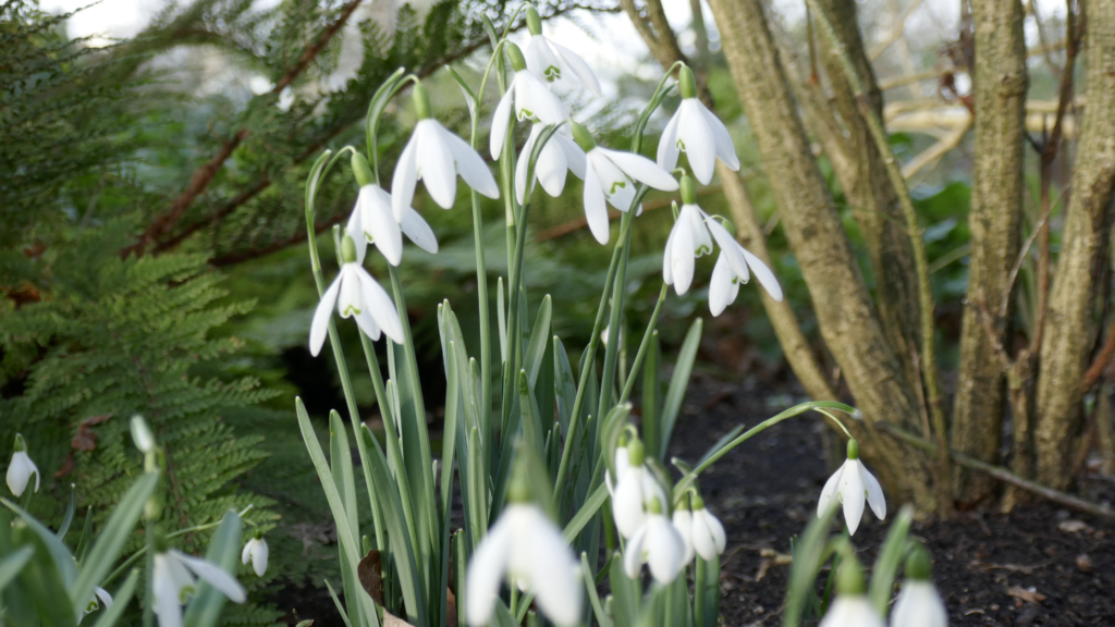Best Snowdrop Walks Suffolk To Explore 2025