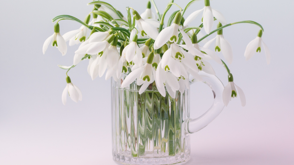 Best Snowdrop Walks Wiltshire To explore 2025