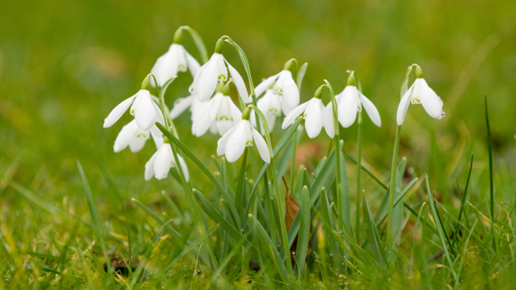 Best Snowdrop Walks Yorkshire To Explore 2025