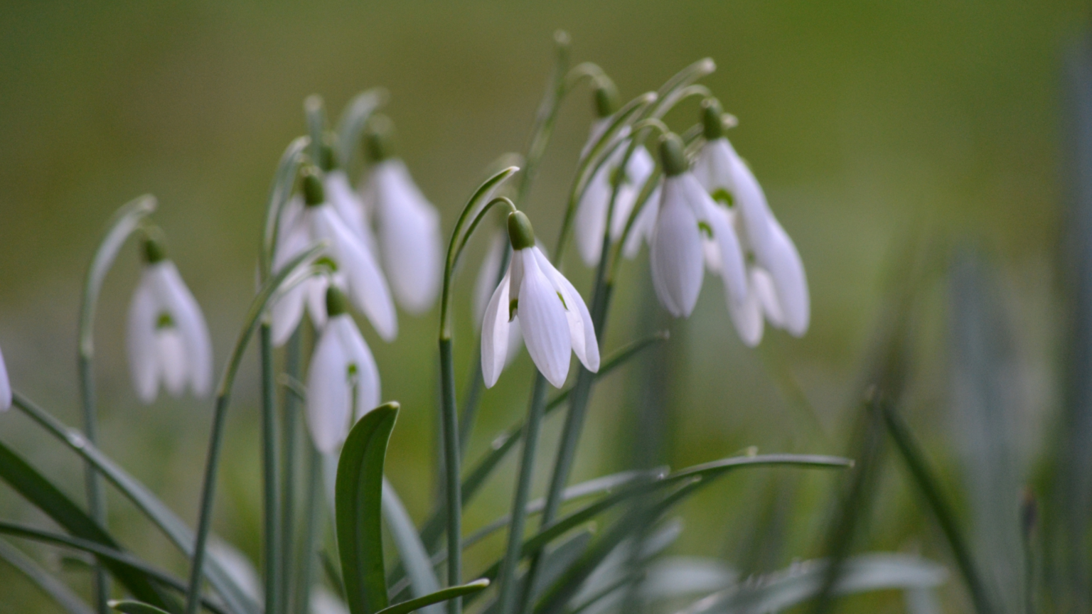 Best Snowdrop Walks Oxfordshire 2025