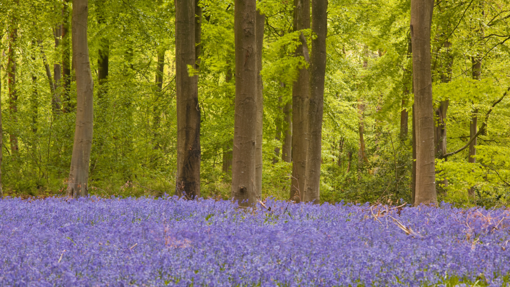 Best Bluebell Woods Sussex in 2025