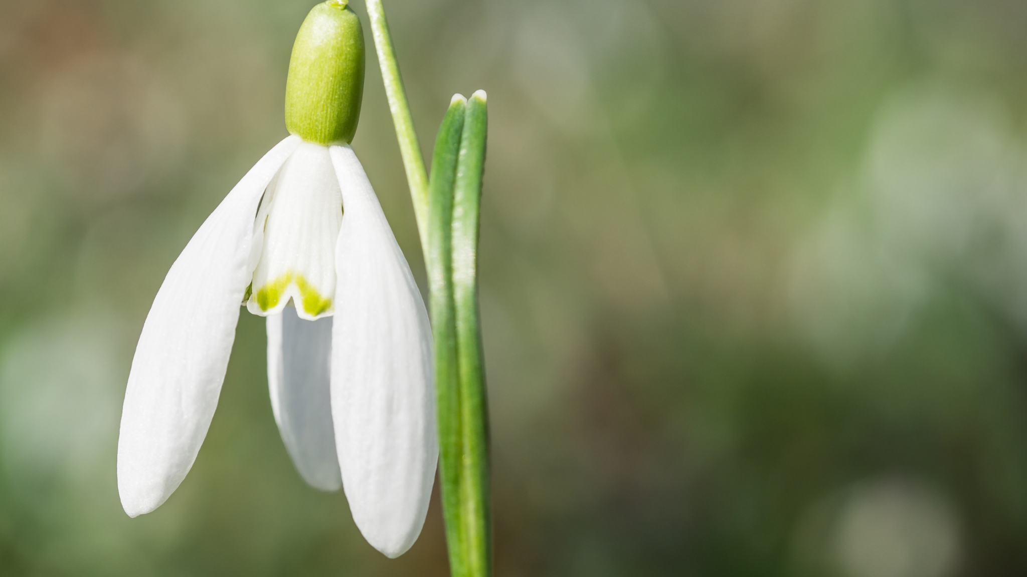 Best Snowdrop Walks Cumbria To Explore 2025