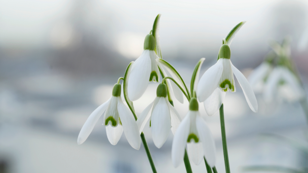 Best Snowdrop Walks Derbyshire 2025