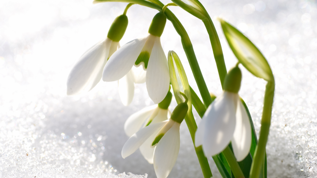 Best Snowdrop Walks Devon To Explore 2025