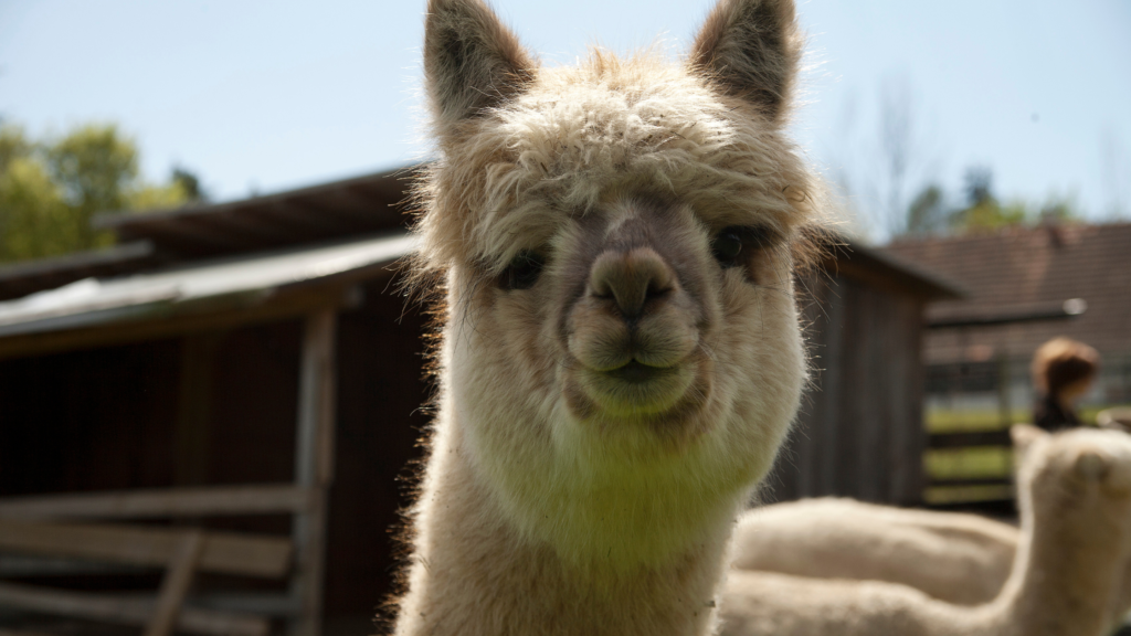 Best Alpaca Walking Essex Has To Offer 2025