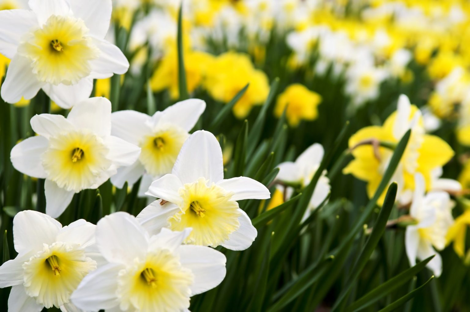 Where Can I Find A Daffodil Walk Near me 2024
