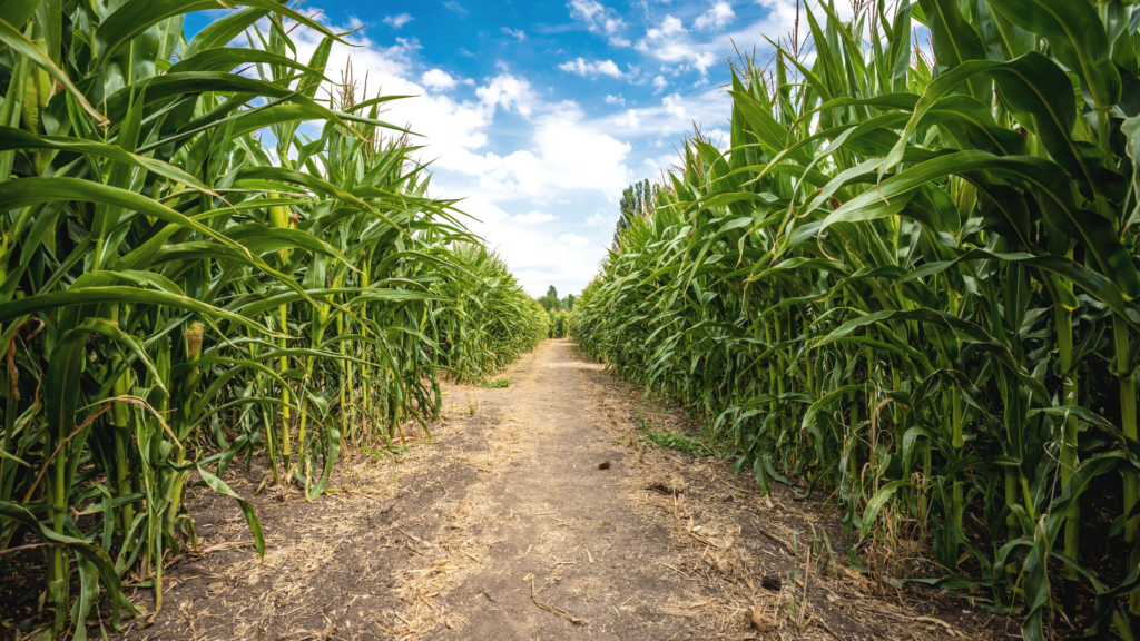 Best Corn mazes Georgia Has To Offer 2025