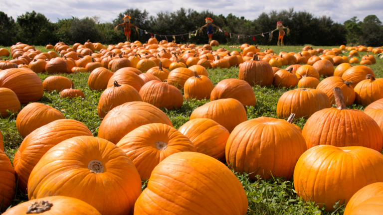 Best Pumpkin Patches Michigan Has To Offer 2023