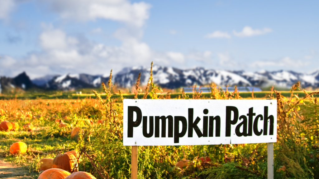 Best Pumpkin Patches Alabama Has To Offer 2025