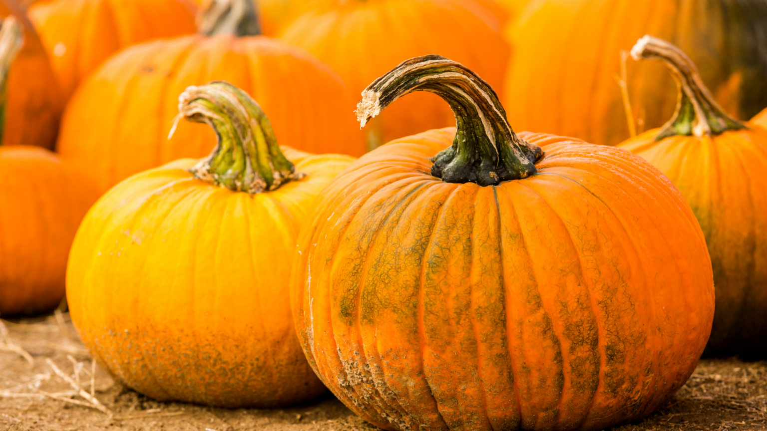 Best Pumpkin Patches Wisconsin Has To Offer 2025