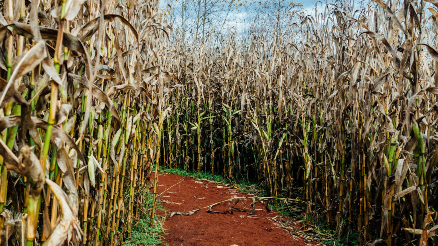 Best Corn Mazes Wisconsin Has To Offer 2025