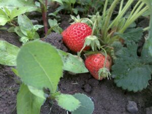 Best Strawberry Picking Cheshire Has To Offer 2025