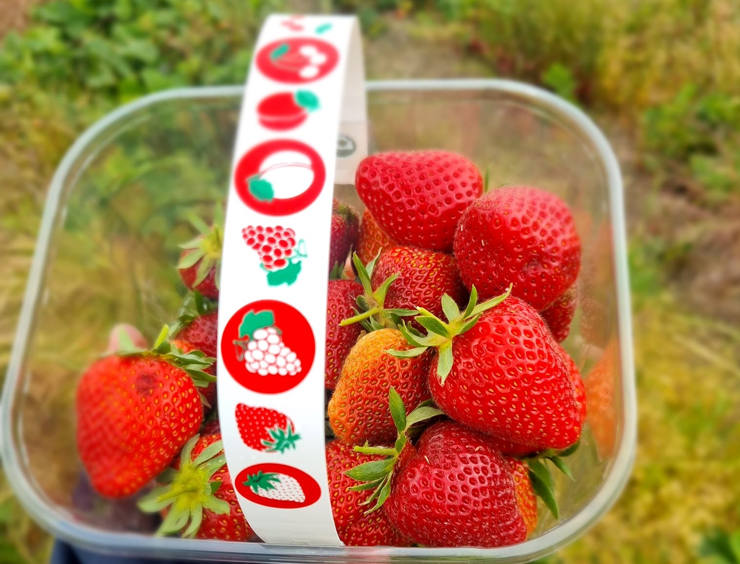 Best Strawberry Picking Lancashire Has To Offer 2024