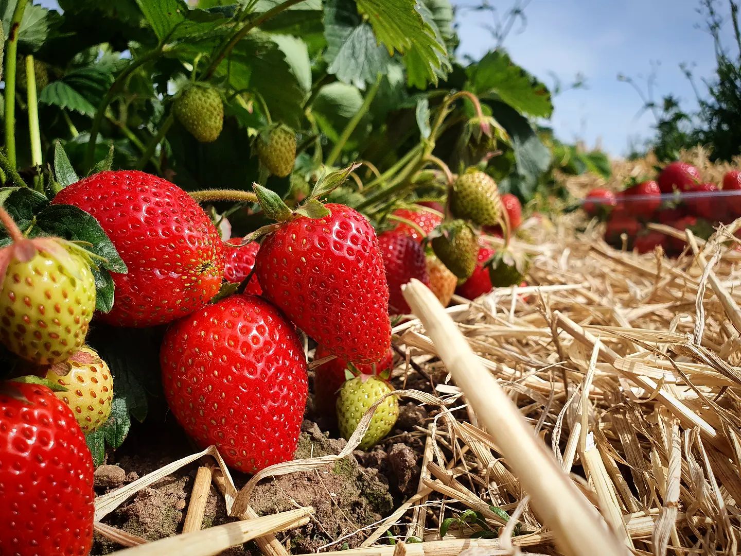 Best Strawberry Picking Liverpool Has To Offer 2023