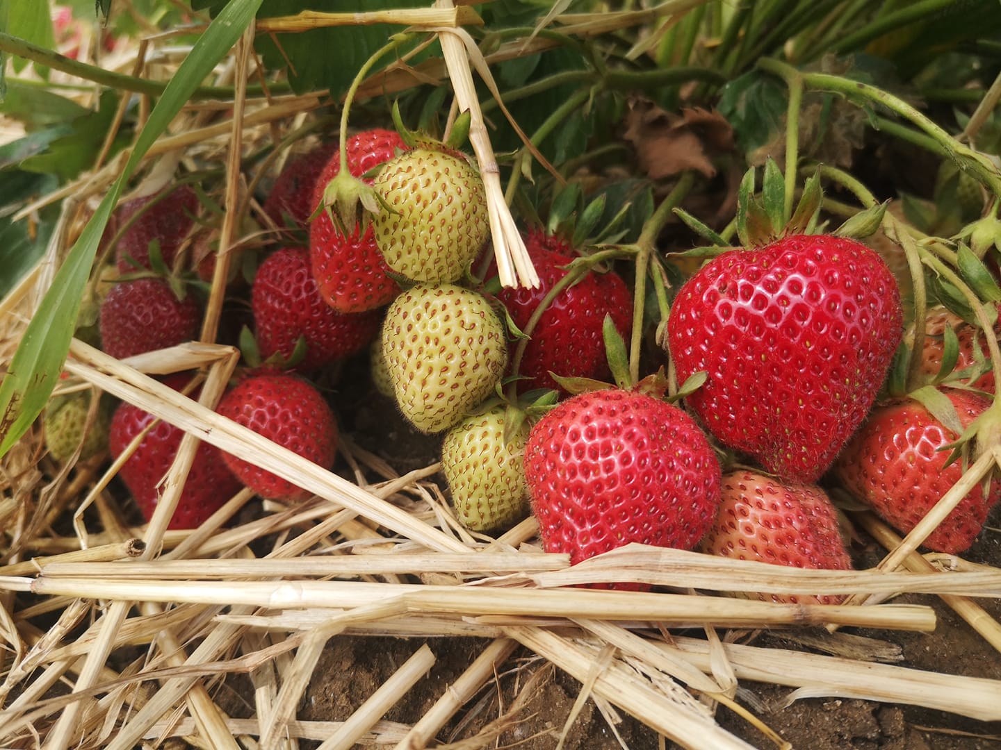 Best Strawberry Picking Cambridgeshire 2025