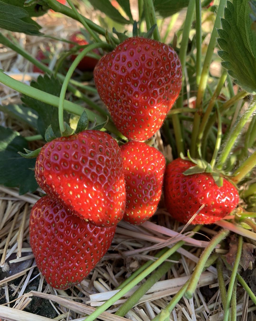 Best Strawberry Picking Surrey has To offer 2025