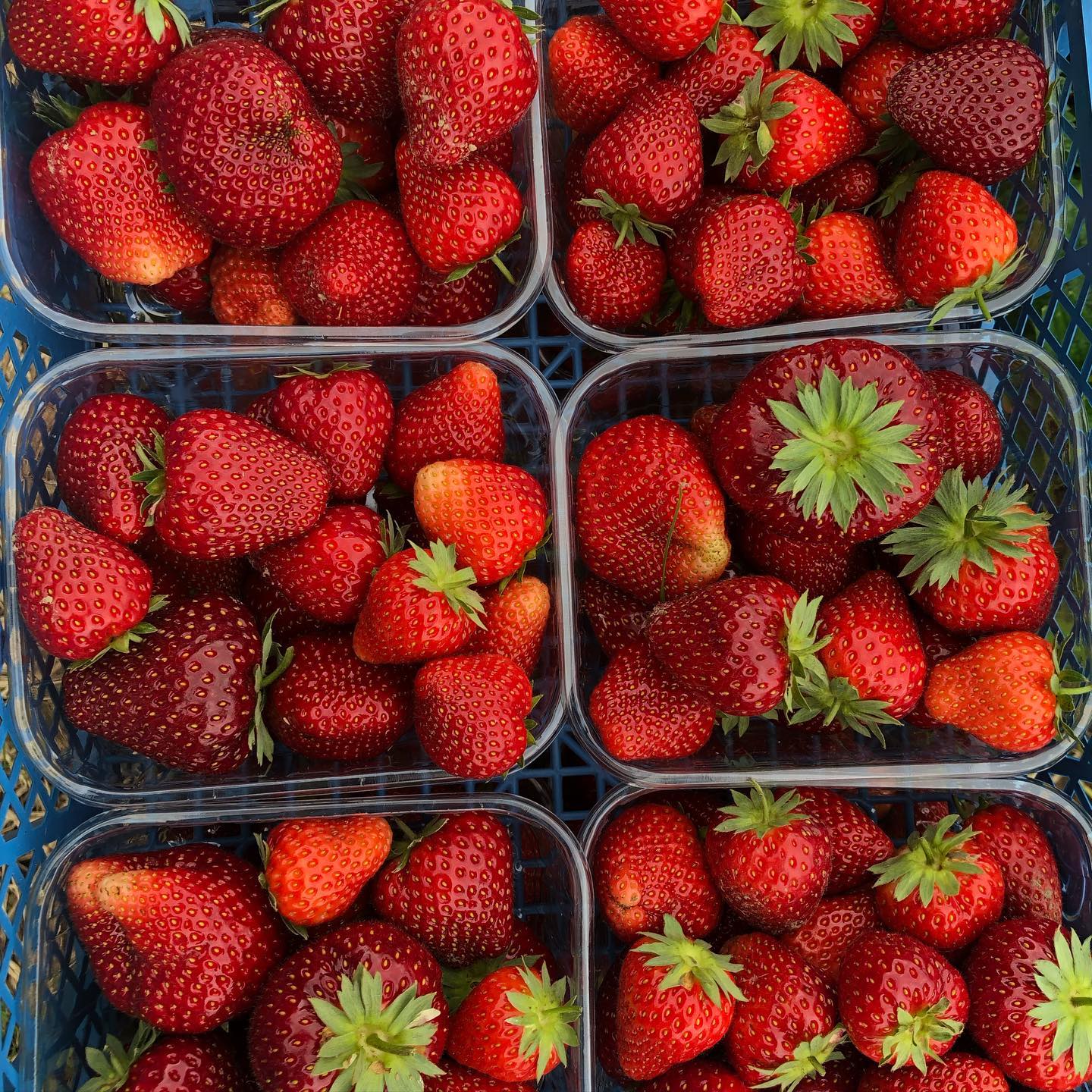 Best Strawberry Picking Sussex Has To Offer 2024