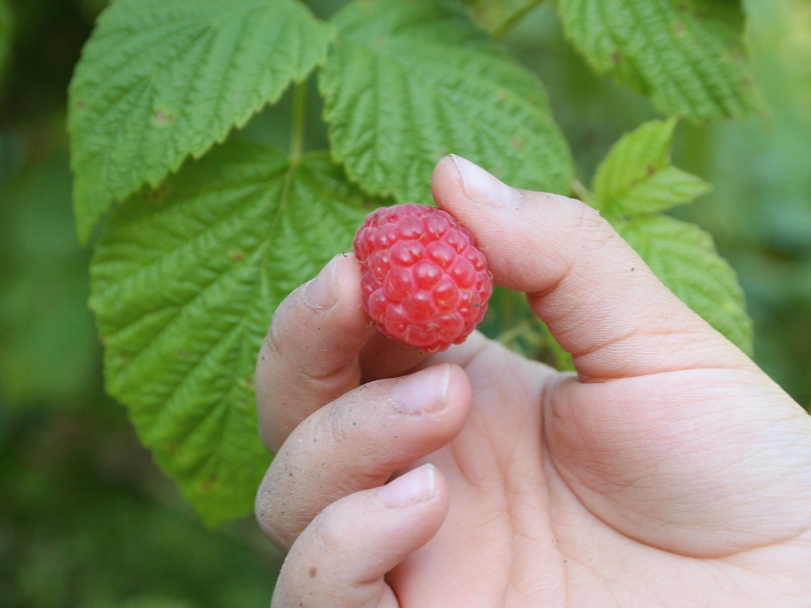 Best Raspberry Picking Lancashire Has To Offer 2025