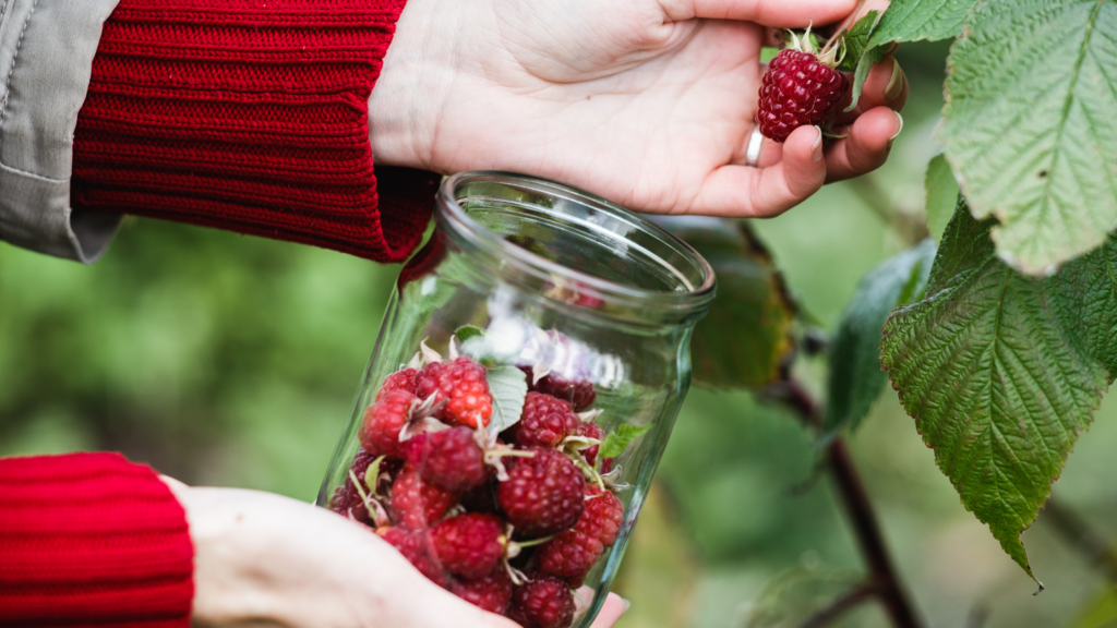 Best Raspberry picking Rutland Has To Offer 2025