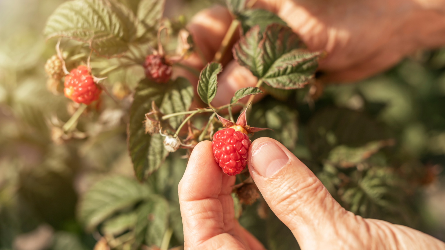 Best Raspberry Picking Manchester Has To offer 2025