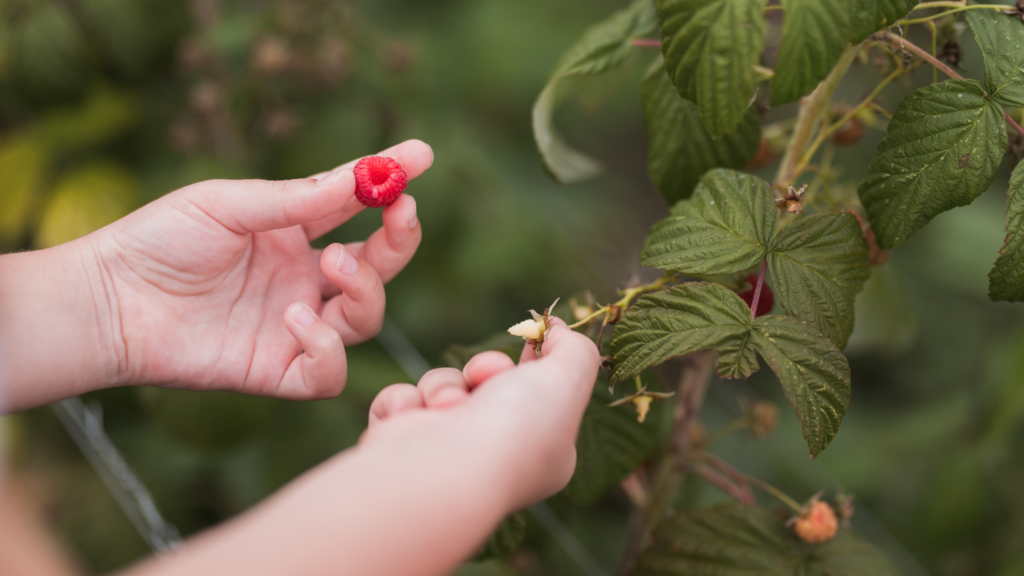 Best Raspberry Picking Lancashire Has To Offer 2026