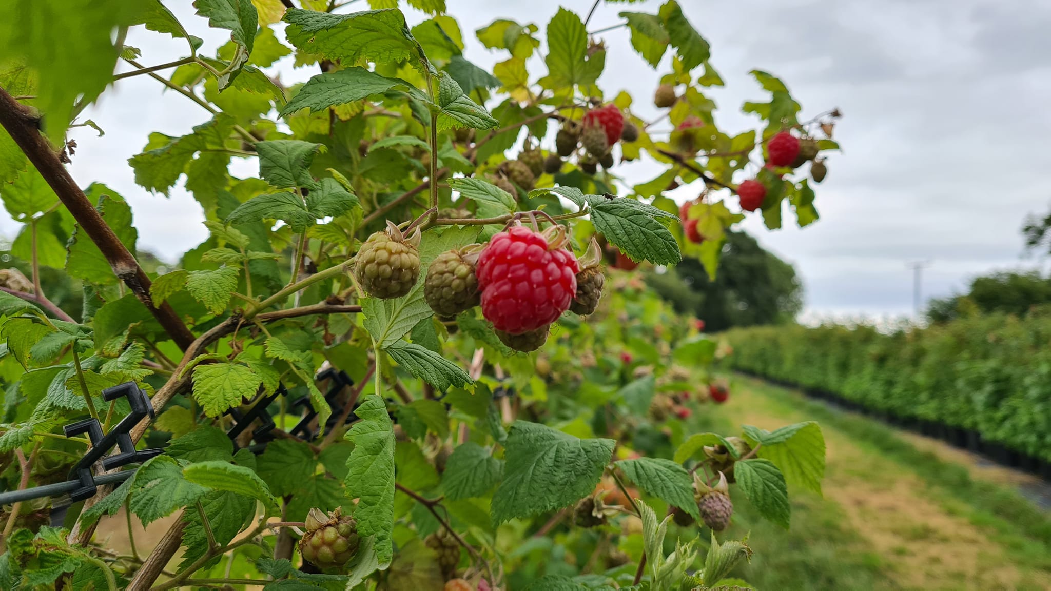 Best Raspberry picking Cheshire Has to Offer 2025