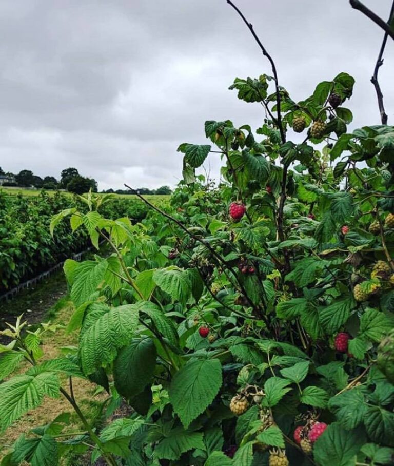 Best Raspberry Picking Newcastle Has To Offer in 2025