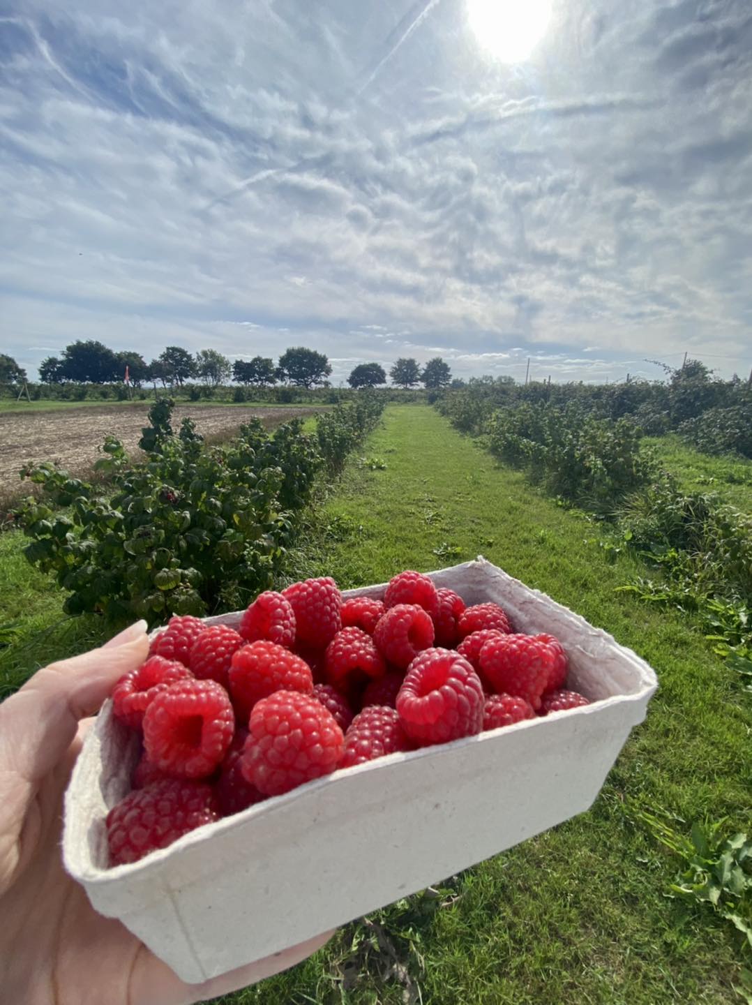 Best Raspberry picking Cheshire Has to Offer 2024