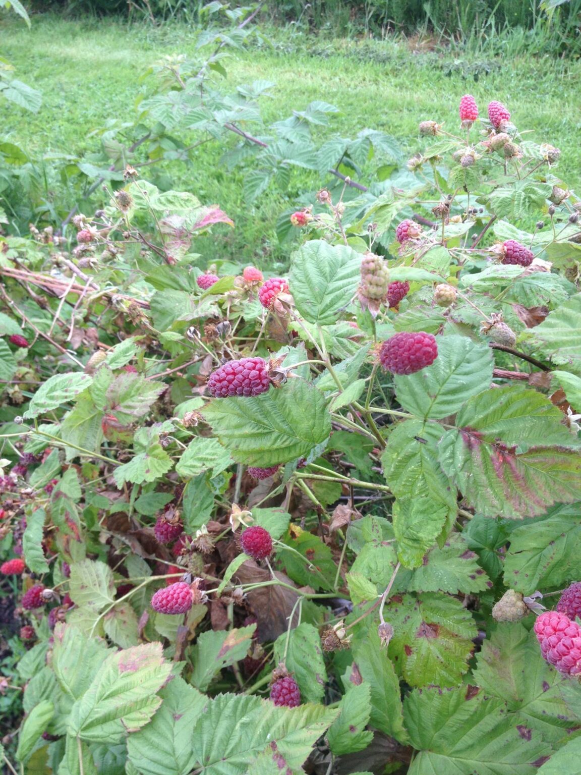 Best Raspberry Picking Manchester Has To offer 2025
