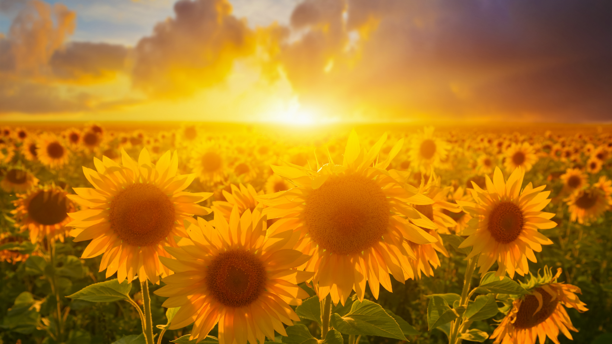 Best Sunflower Fields Arizona Has To Offer in 2025