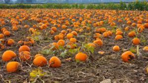 Best Pumpkin Patches Miami Has To Offer 2025