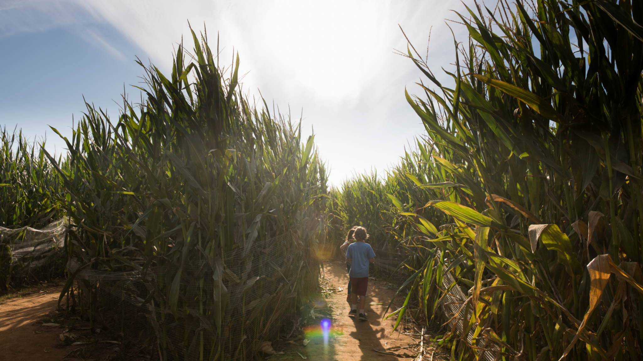 Best Corn Mazes Virginia Has To Offer 2026