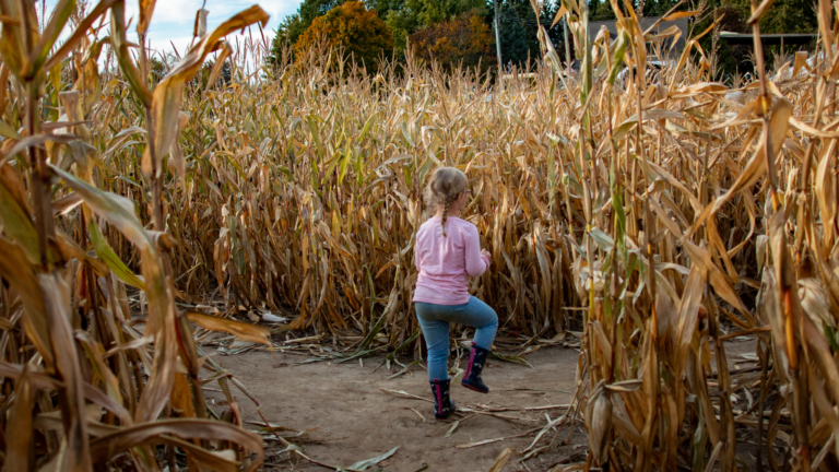 Best Corn Mazes Tennessee Has To Offer 2024