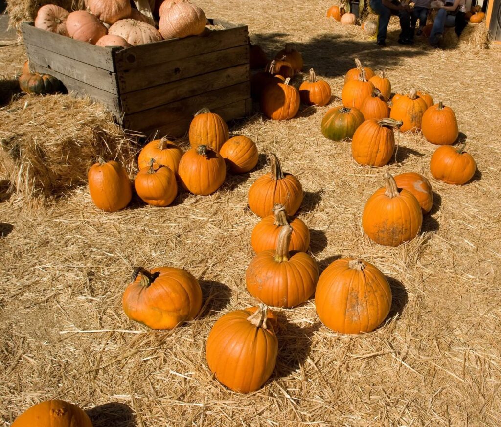 Best Pumpkin Patches Oregon Has To Offer 2023