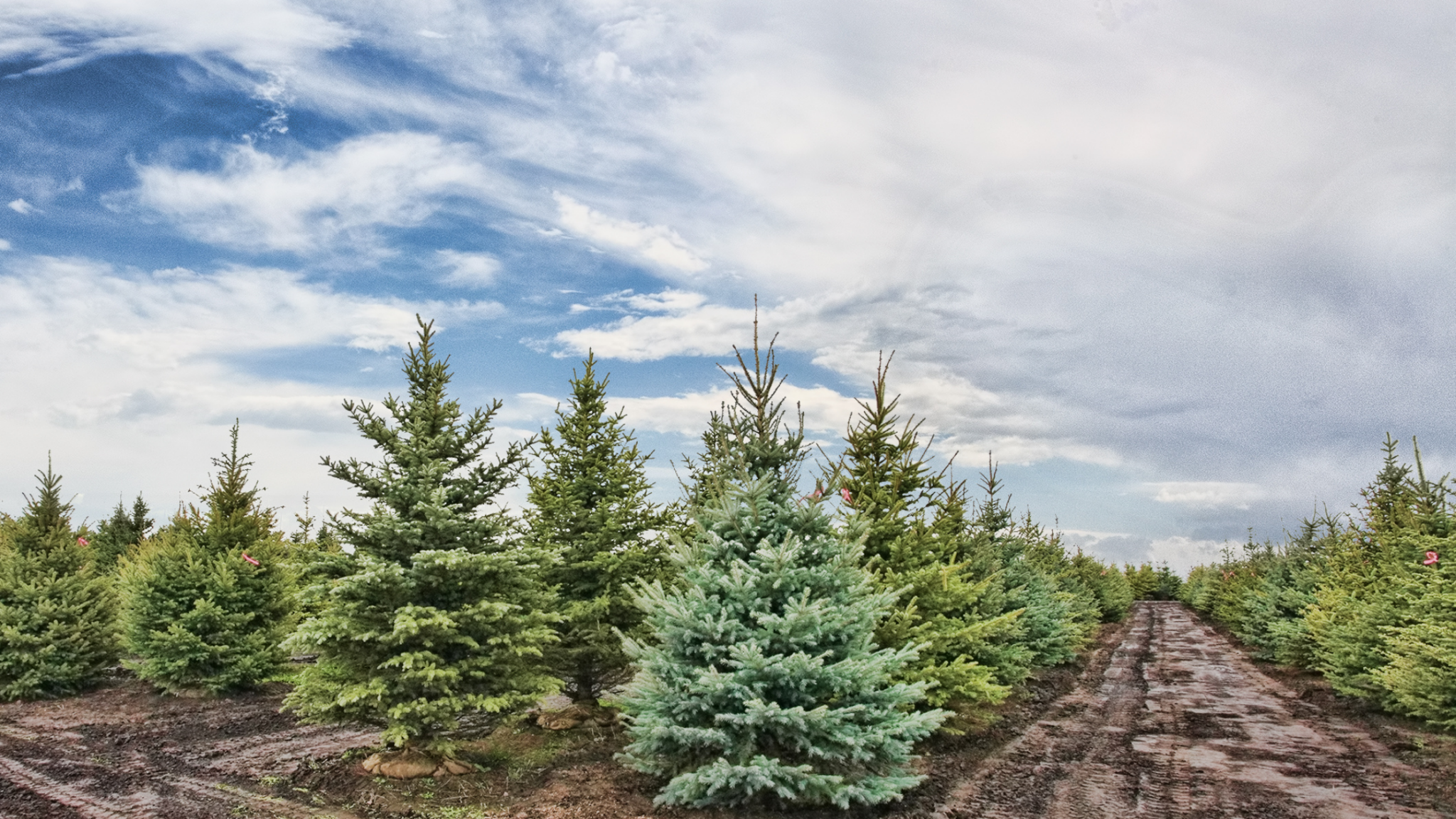 Best Christmas Tree Farms Ohio Has To Offer 2025