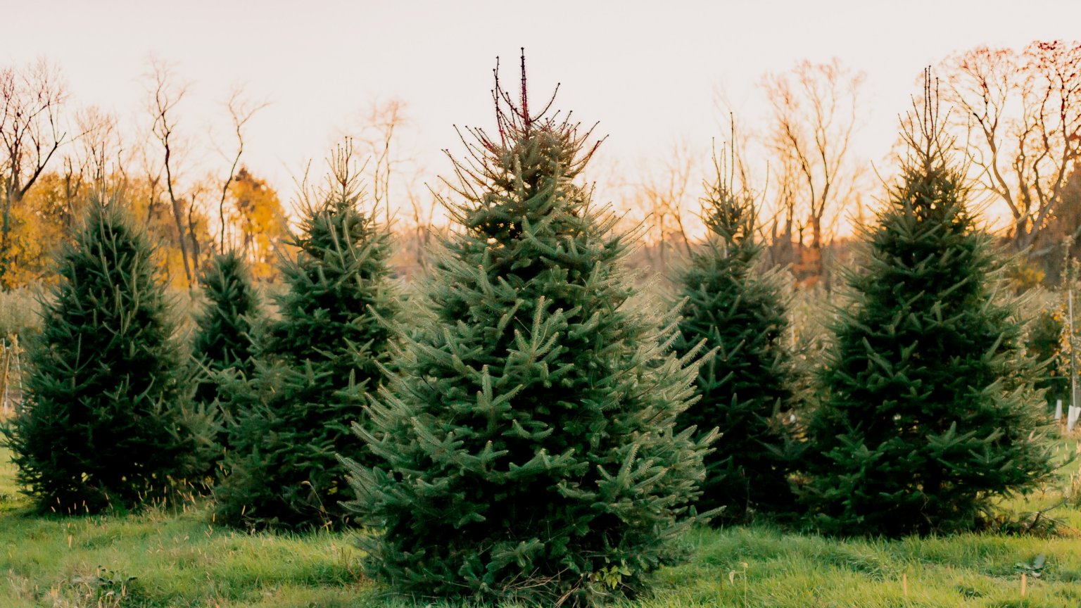 Best Christmas Tree Farms Washington Has To Offer 2026