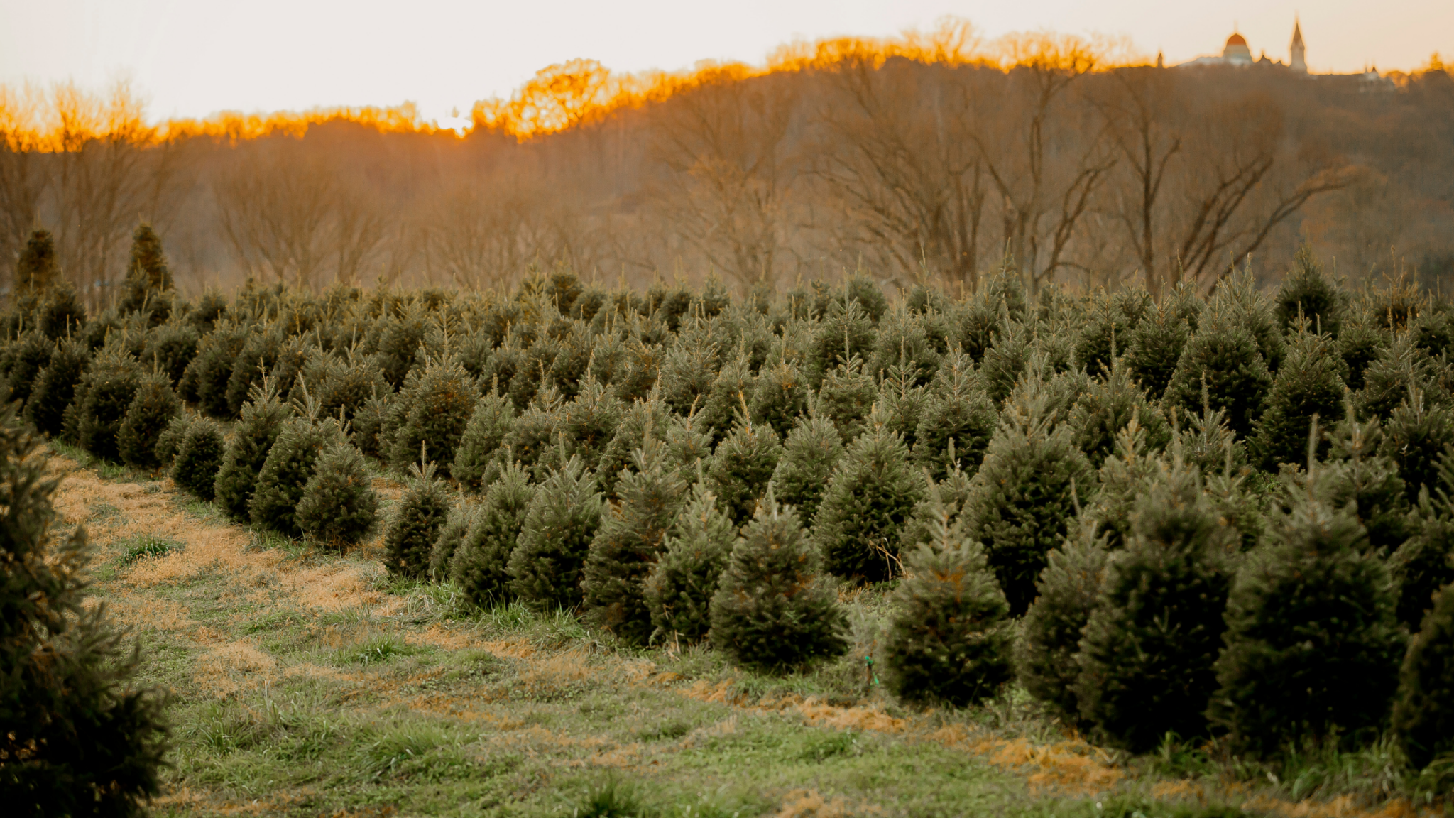 Best Christmas Tree Farms Nebraska Has To Offer 2026