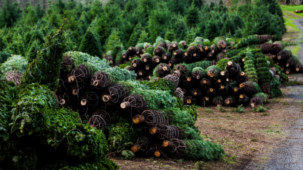 Best Christmas Tree Farms Nevada Has To Offer 2025